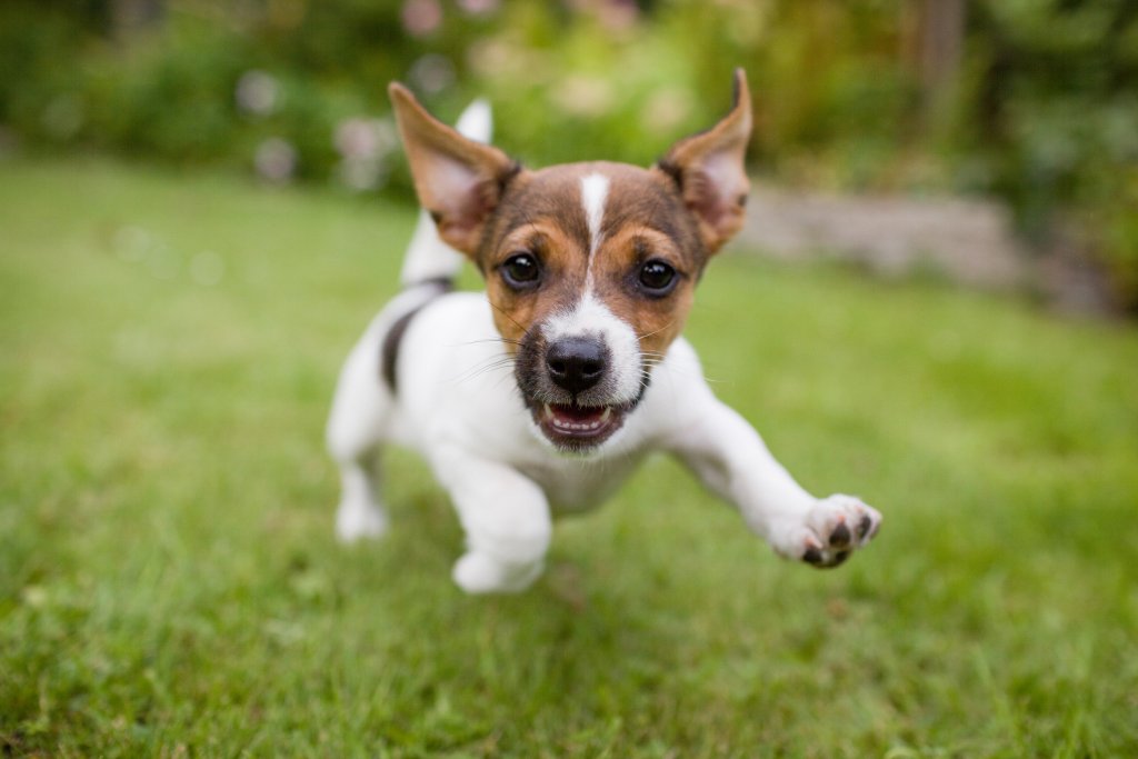 Puppy Preparation: Tips for a New Addition | Ashley HomeStore
